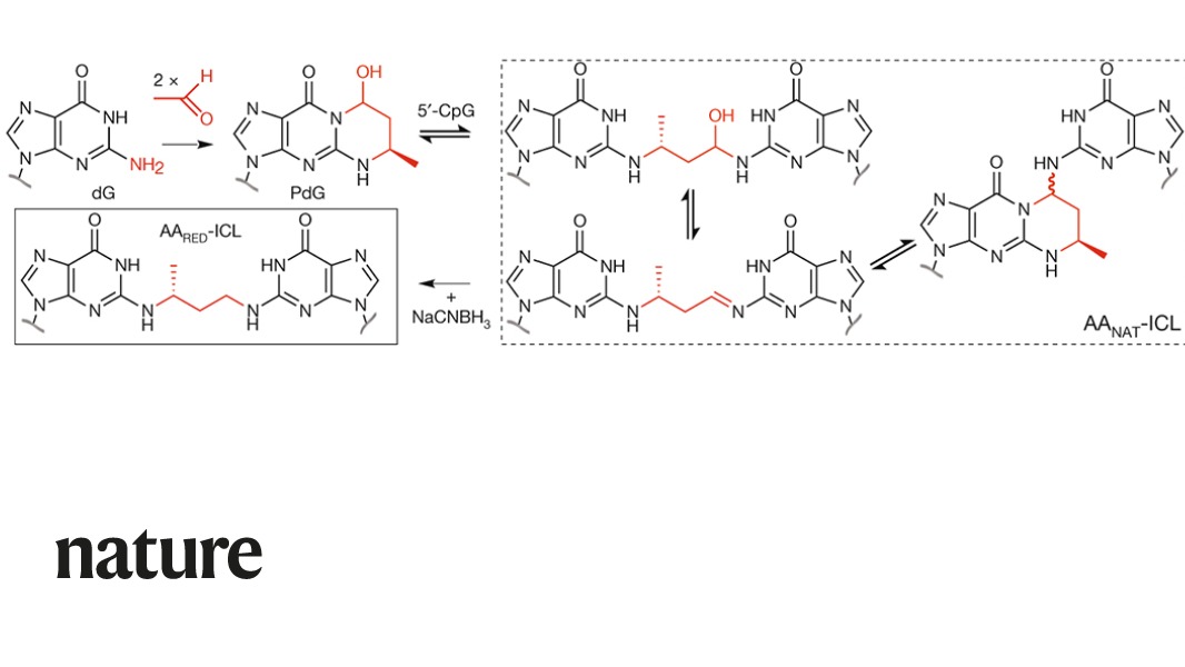 In cells, the alcohol you consume is converted to acetaldehyde. If it ...