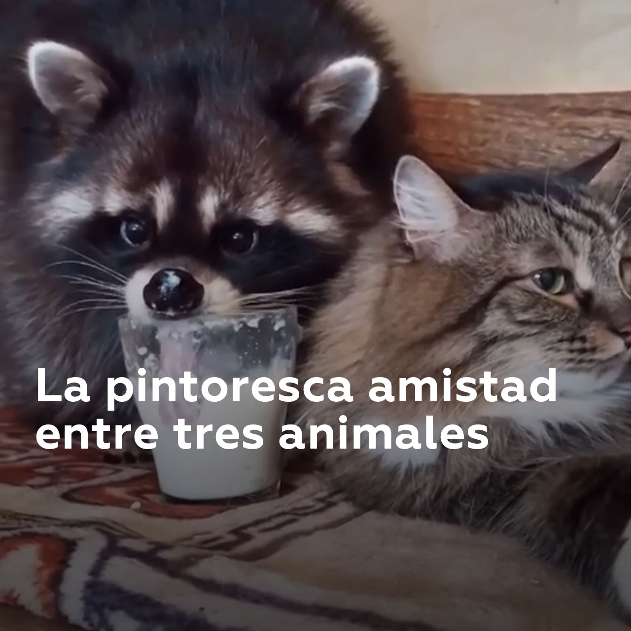 Son Mapaches Gatos O Perros