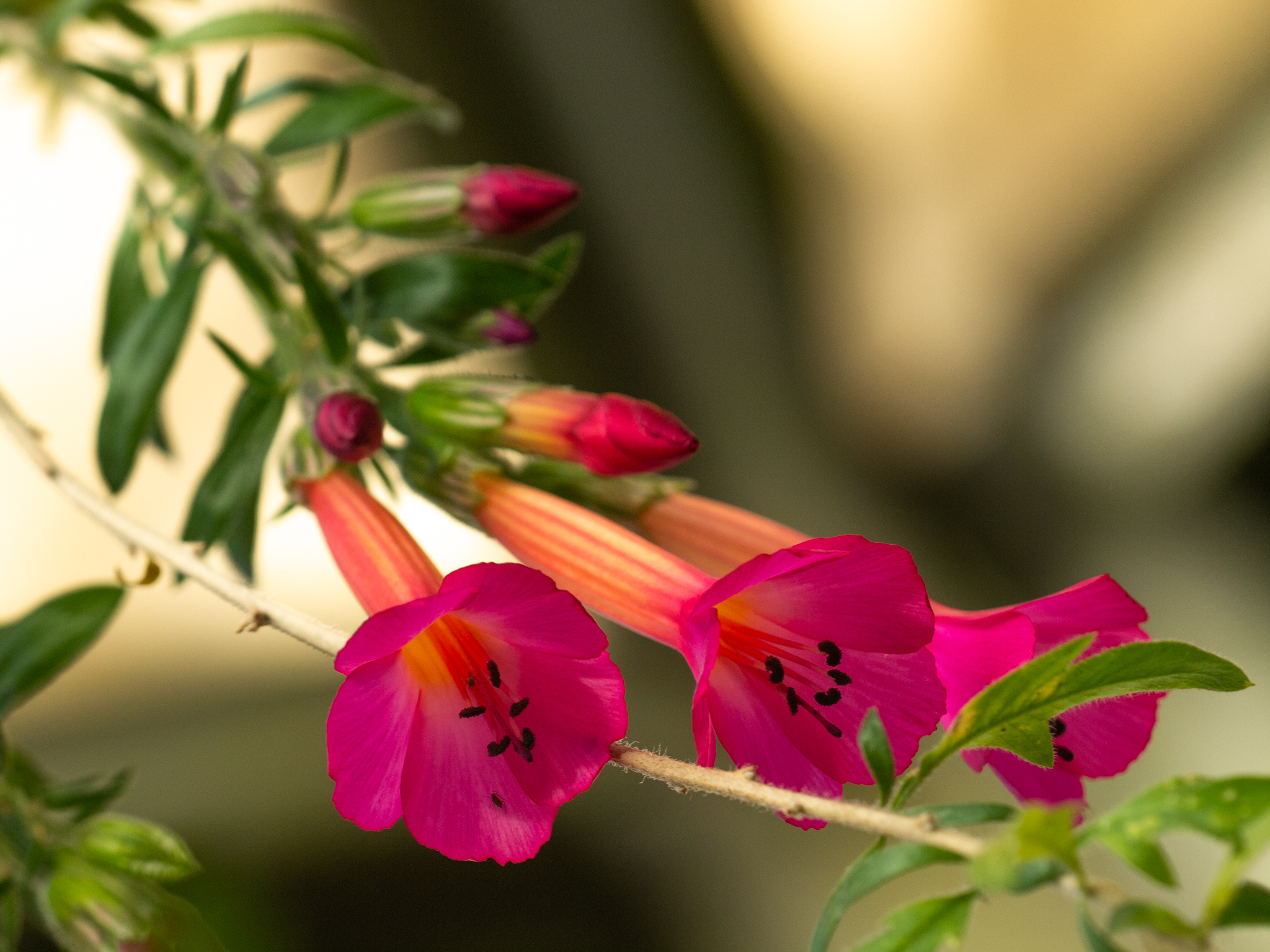 Chile National Flower