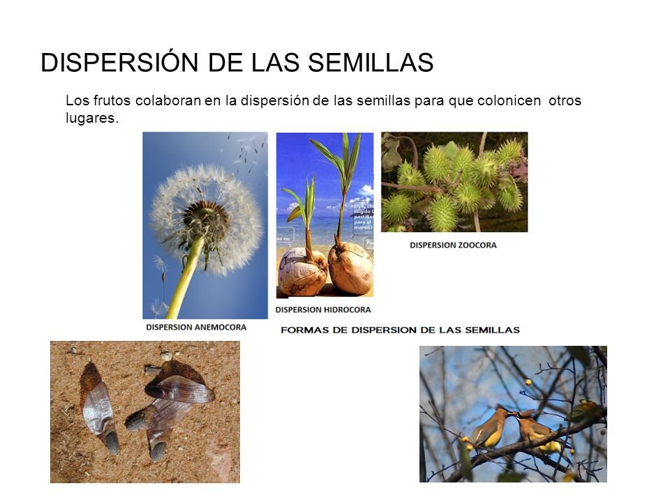 Dispersión De Frutos Y Semillas La Diseminación De Semillas Por Las