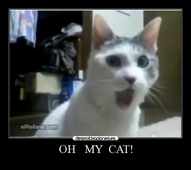 Ooh Meme De Gato Oooh Cat GIFs | Tenor