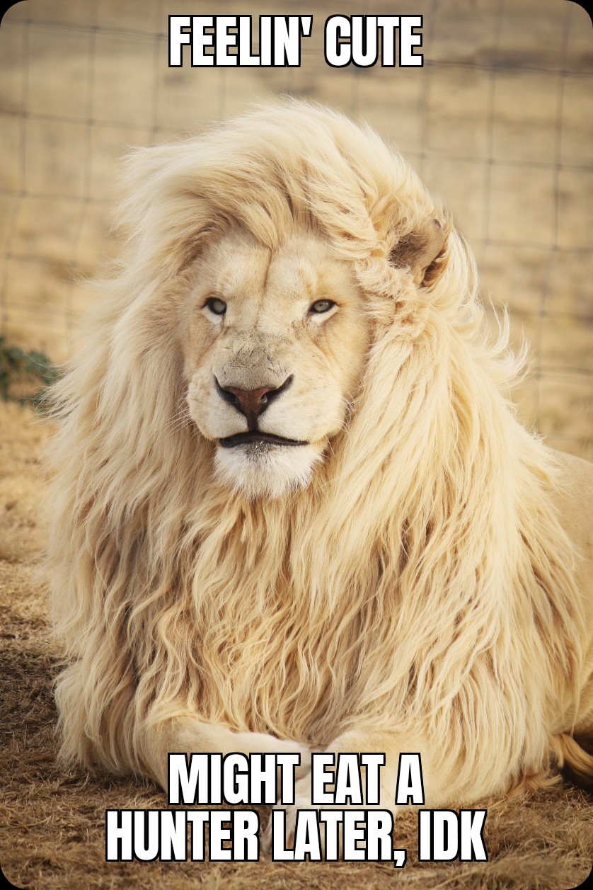 Funny Lion Meme