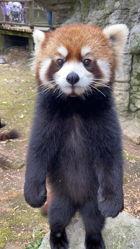 Red Panda Standing
