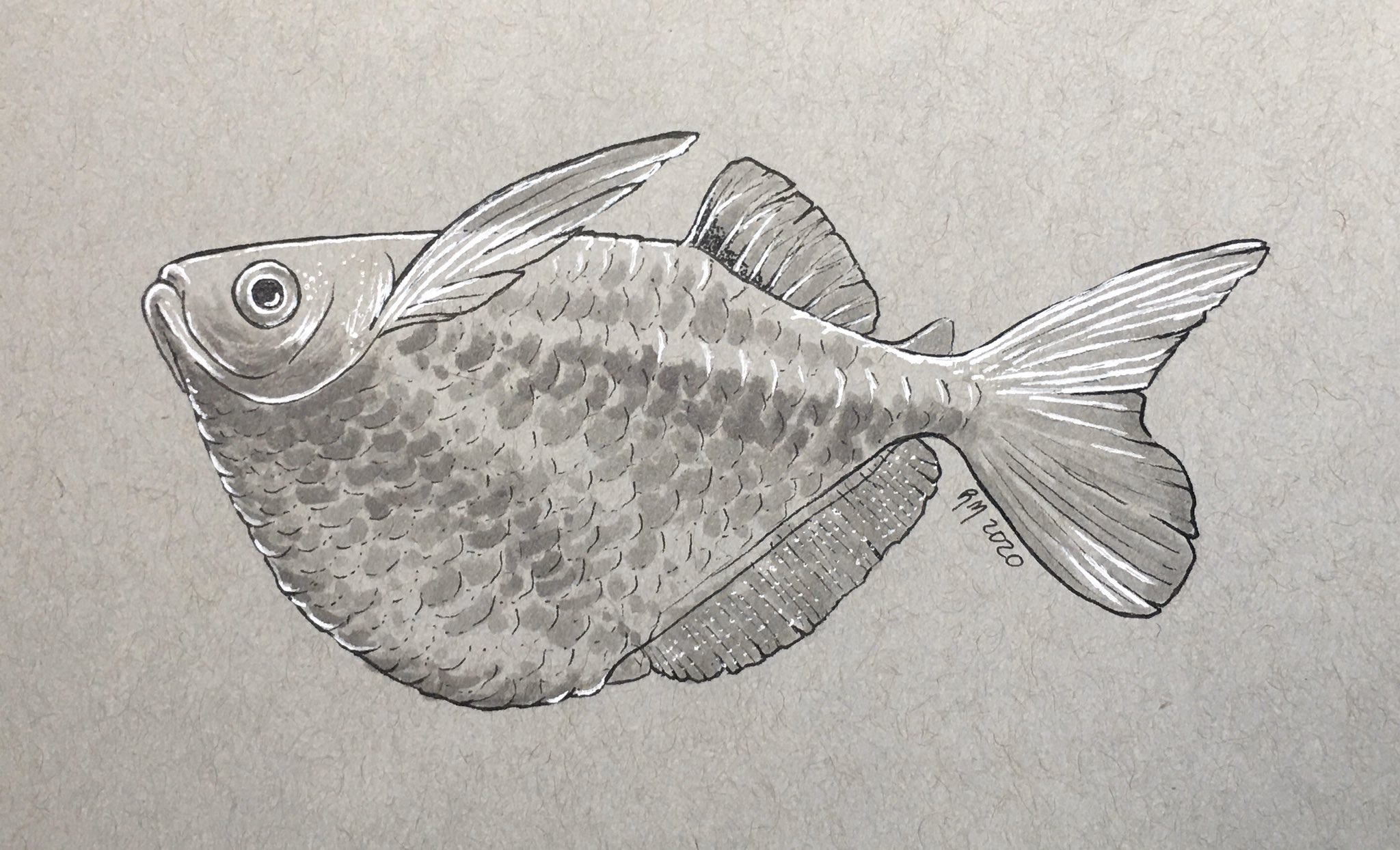 Freshwater Hatchetfish