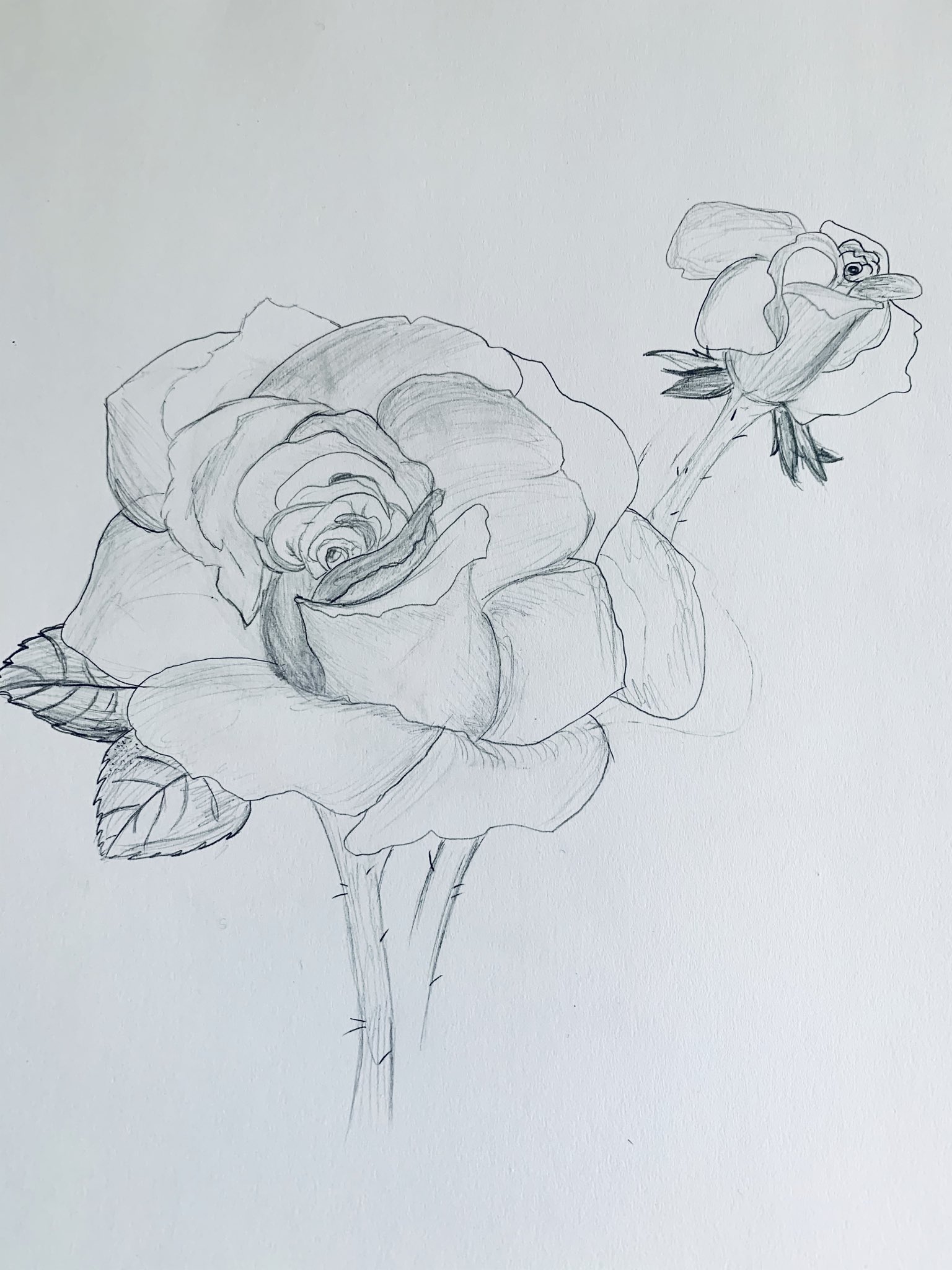 Fibonacci Sequence Rose