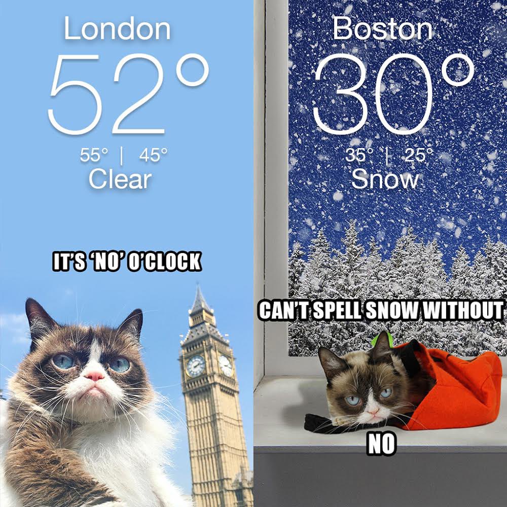 Grumpy Cat Snow