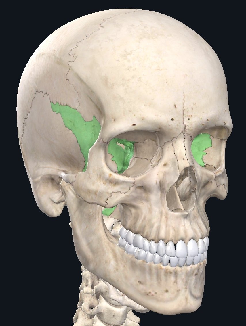 Sphenoid Bone Location Structure Function Teachmeanat