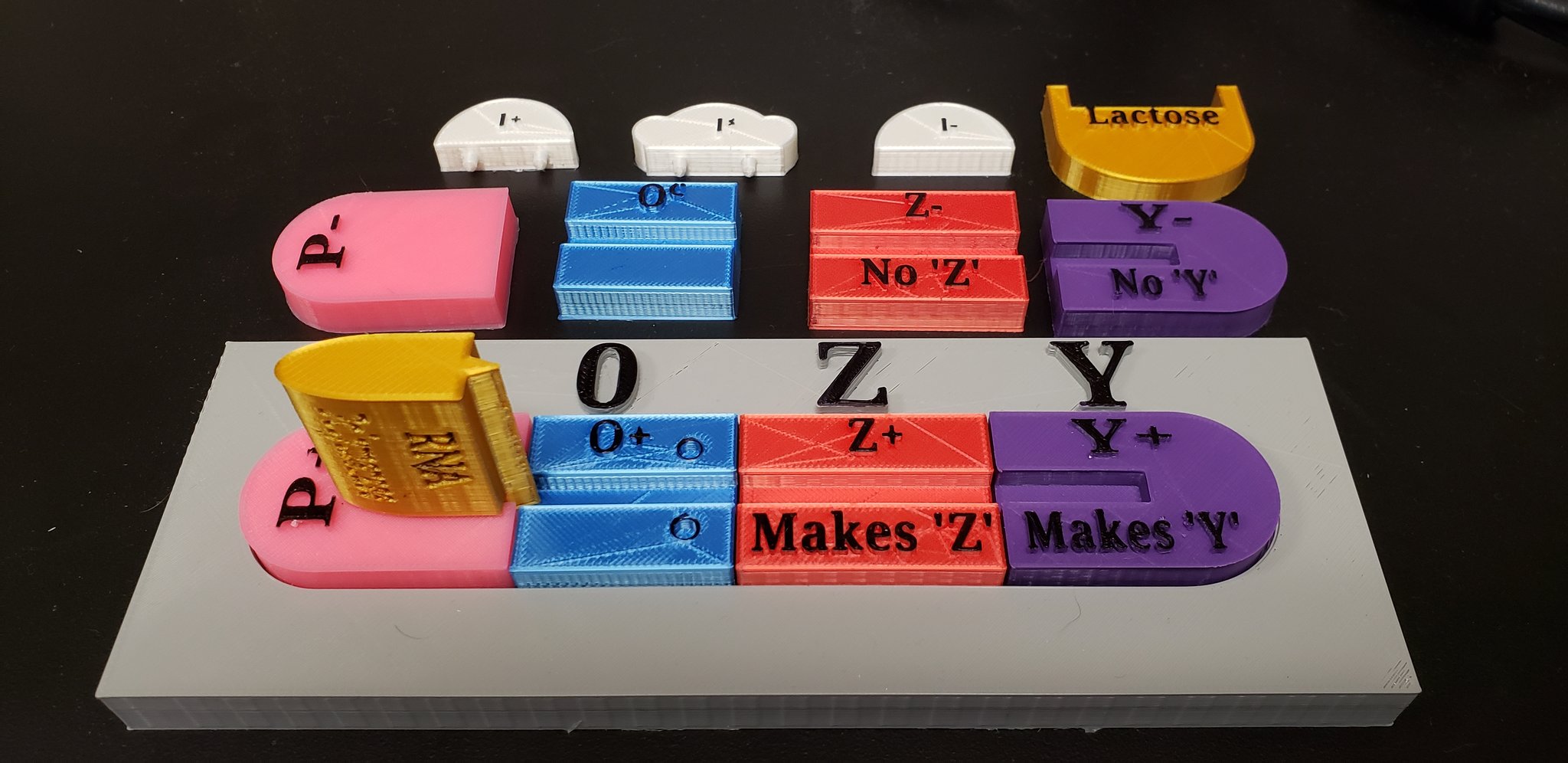 Rna 3d Model Project Official Wholesale | brunofuga.adv.br