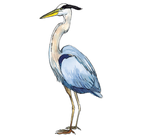 Blue Heron Cartoon
