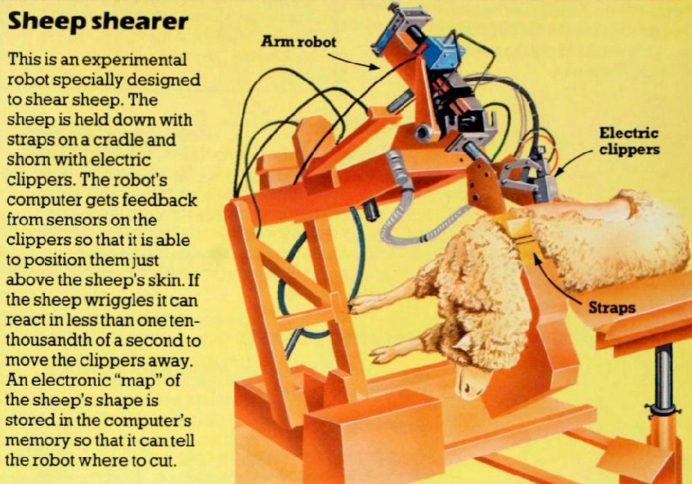 Sheep Shearing Diagram