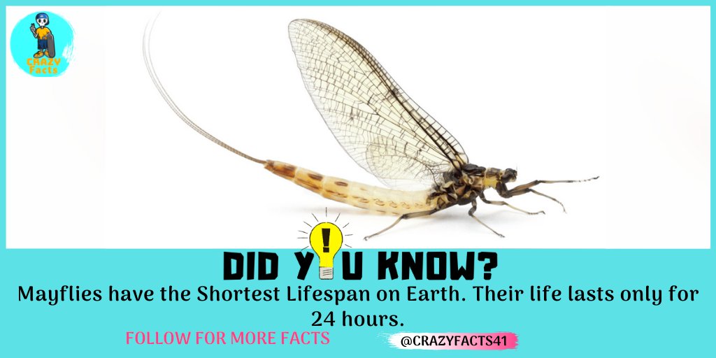 Mayfly Life Span