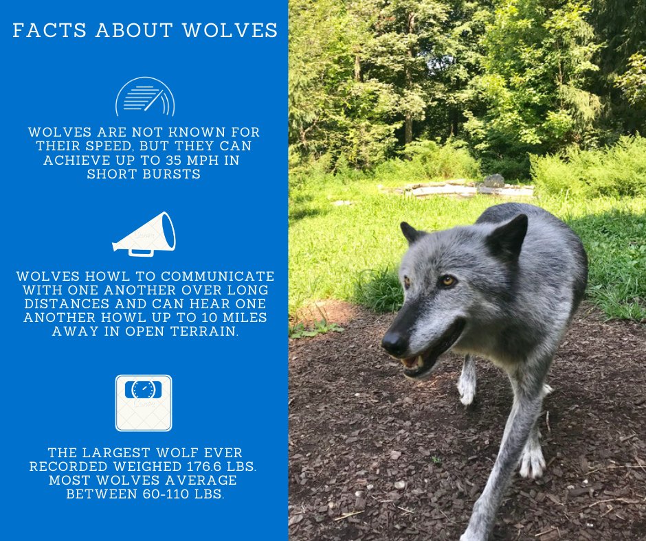 Largest Wolf Ever Recorded