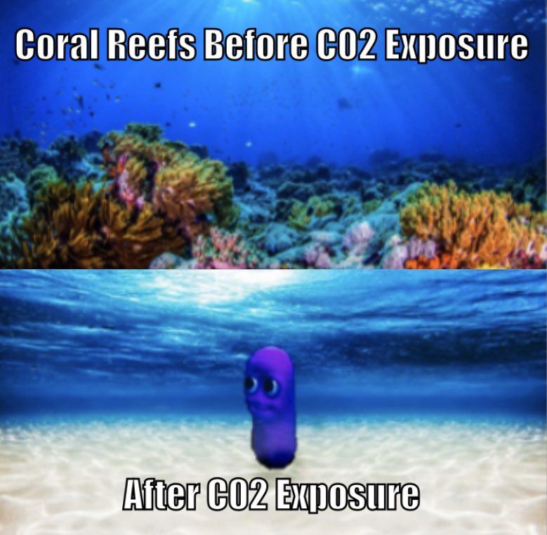 Coral Reef Meme