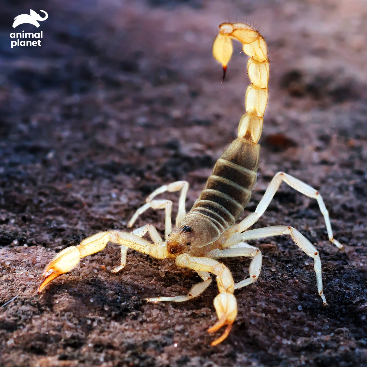 Sahara Desert Scorpion