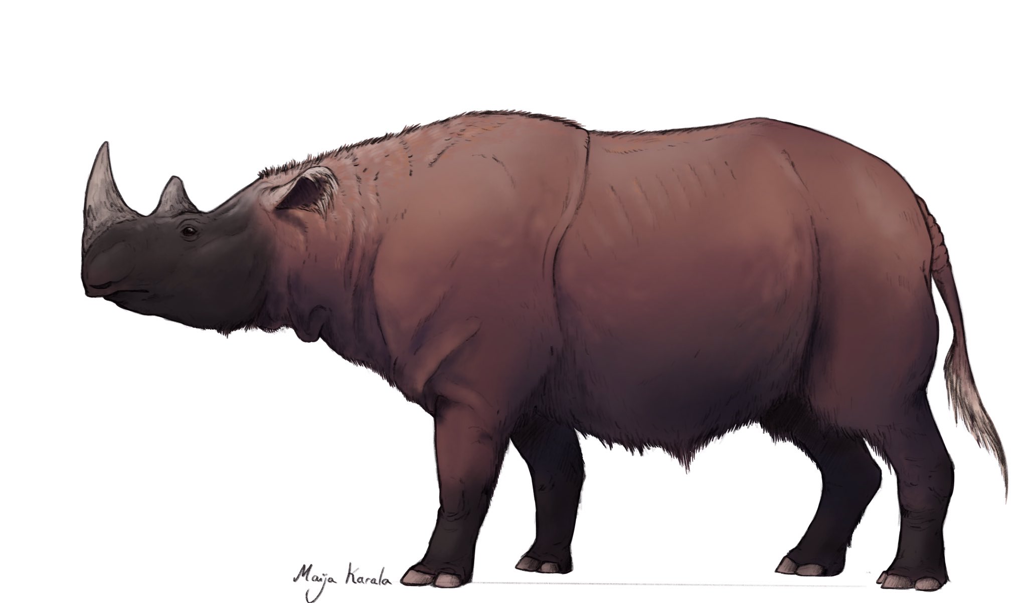 Embolotherium Skeleton