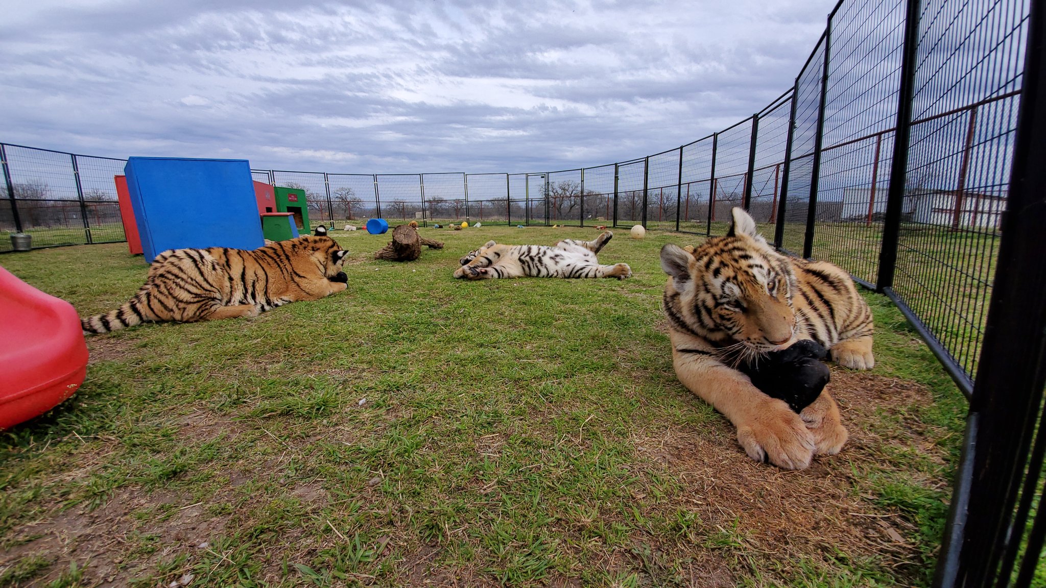 Bengal Eating Raven