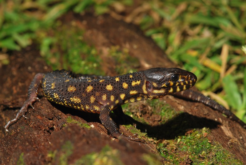 Yellow Spotted Tropical Night Lizard Size