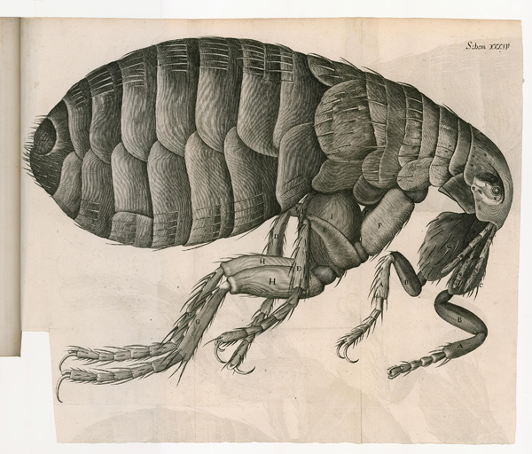 The illustrations in Micrographia include close-ups of fleas, mites ...