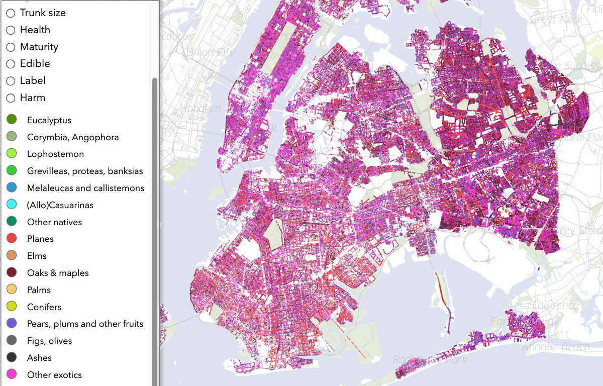 Thread by @stevage1: A thread about creating a new opentrees.org colouring scheme for tree ...