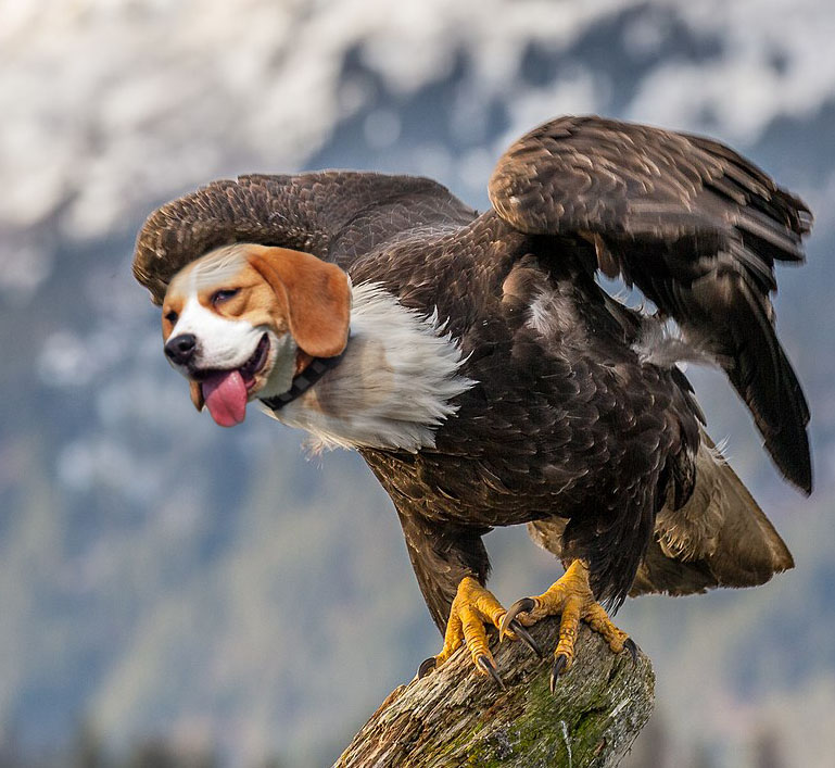 Dog Bird