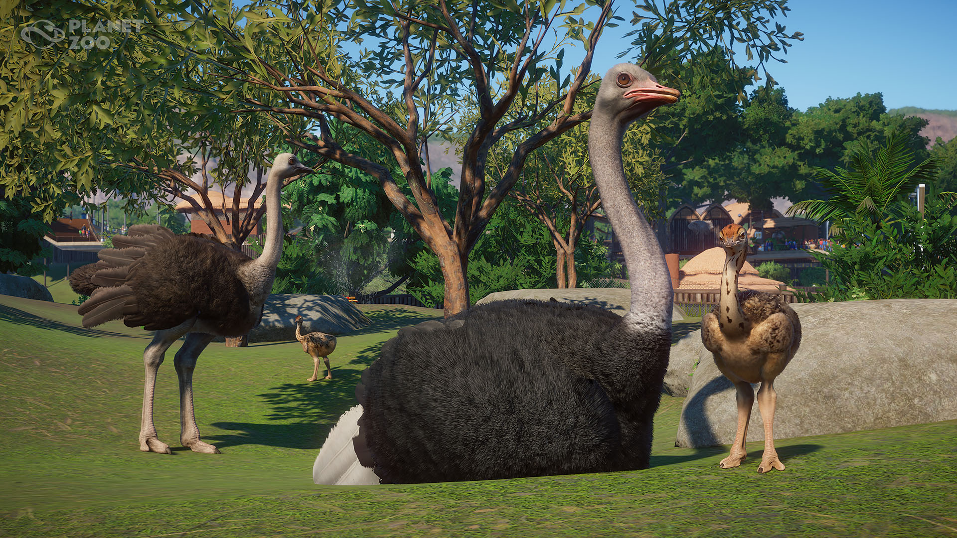 Ostriches Dont Hide Their Heads In The Sand Do Ostriches Really Bury