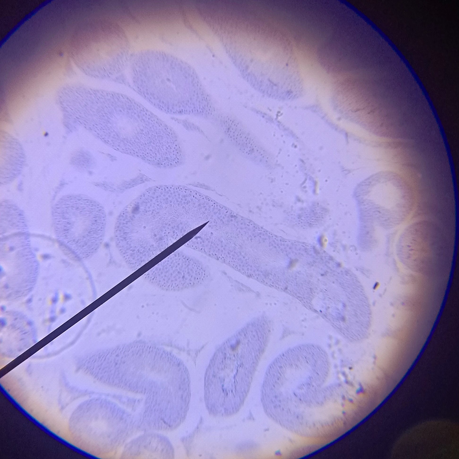 Onion Cells Under Microscope Lpo