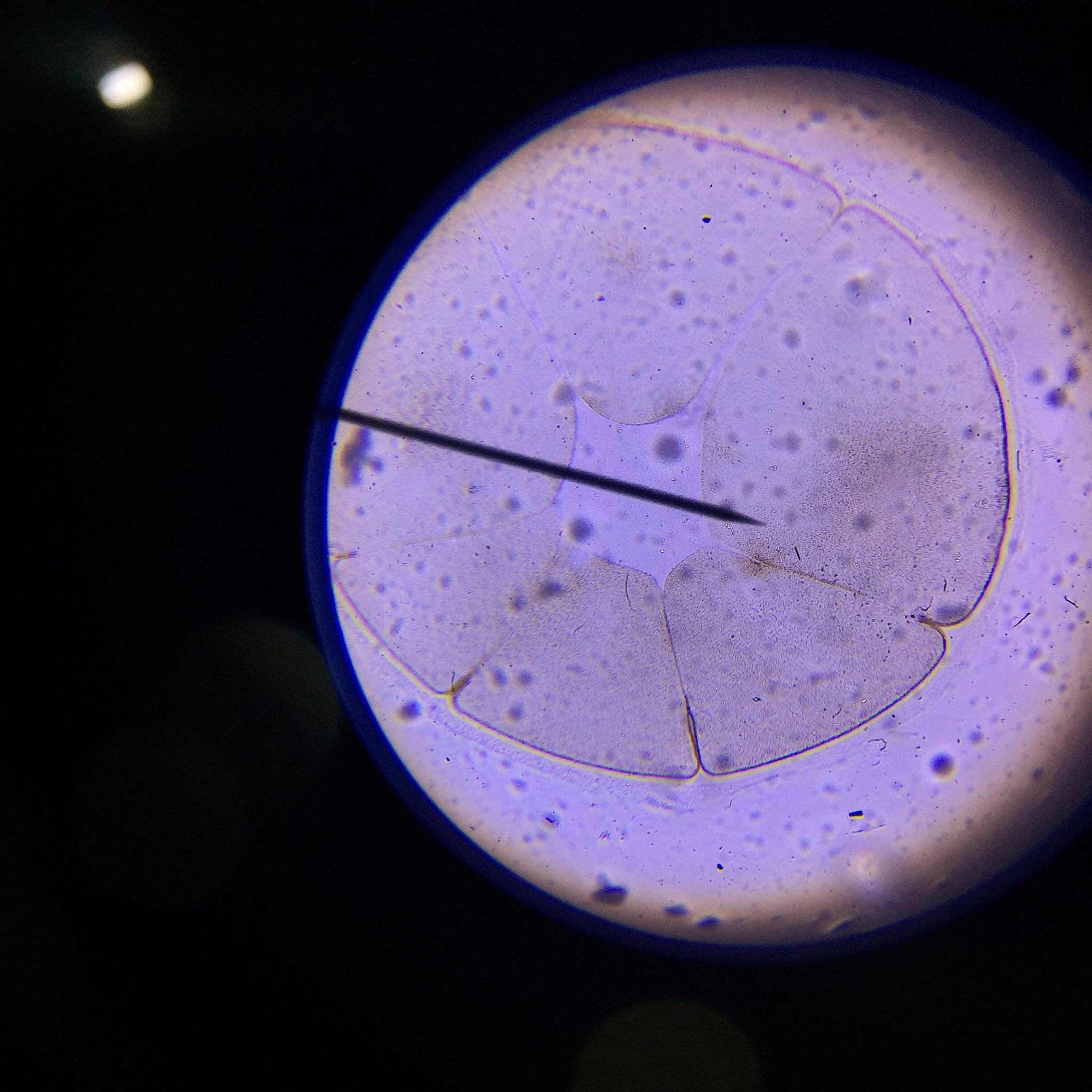 Onion Cells Under Microscope Lpo