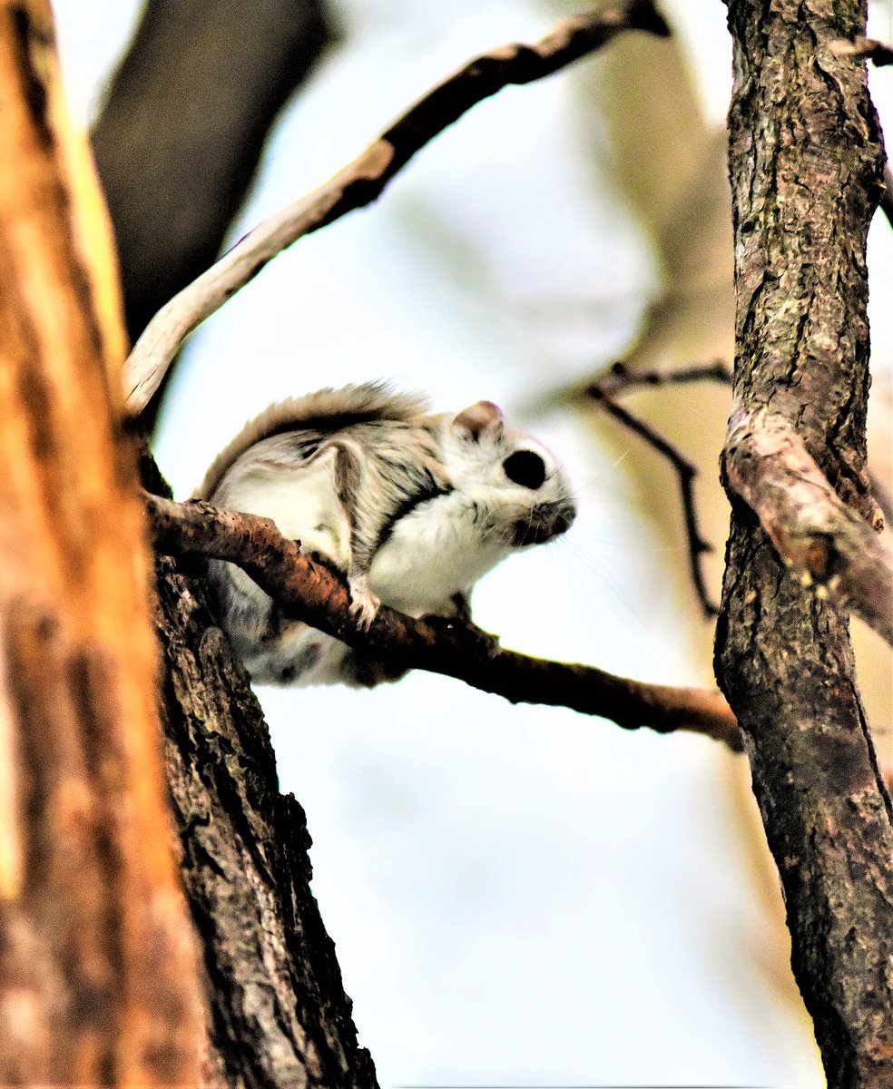 hamanasu (@hamanasu_iwz) | Twitter