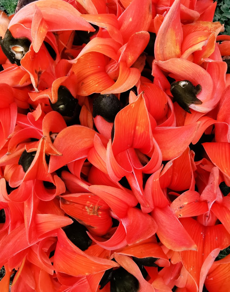 Palash Flower