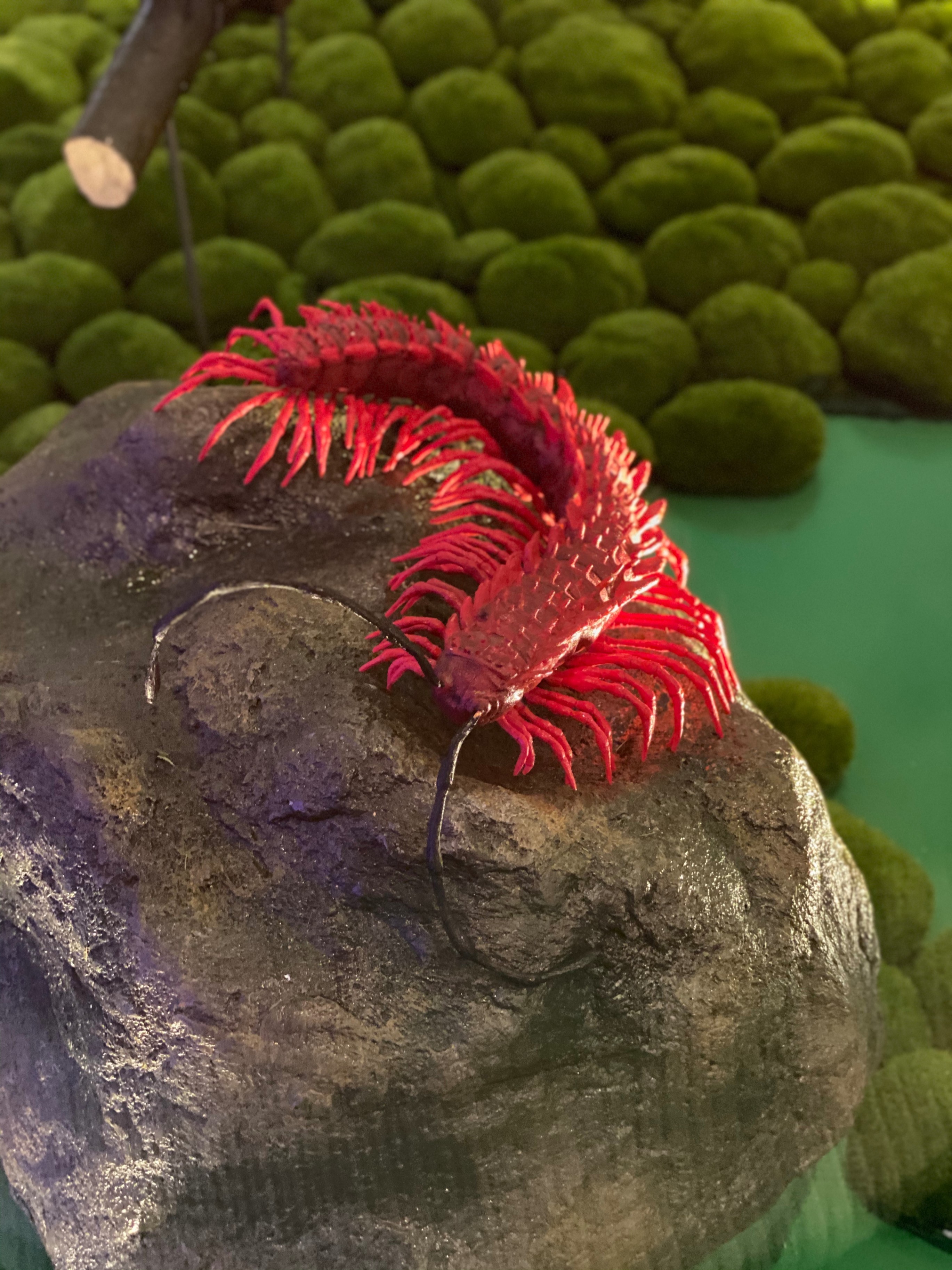 Pink Dragon Millipede
