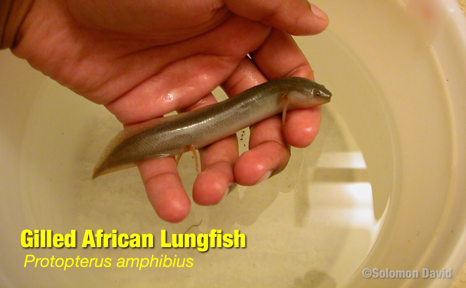 African Lungfish