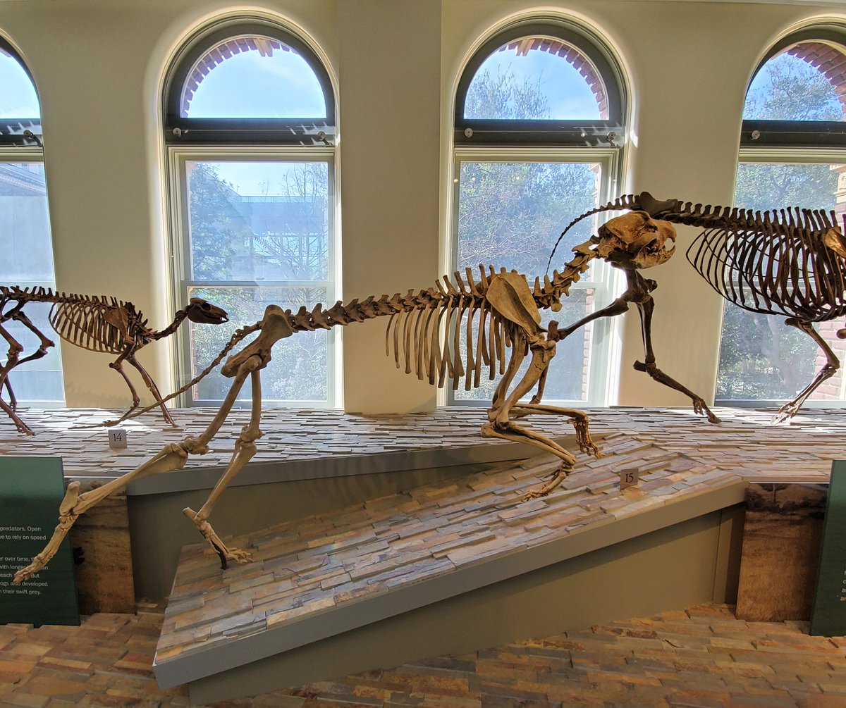 Epicyon Skeleton