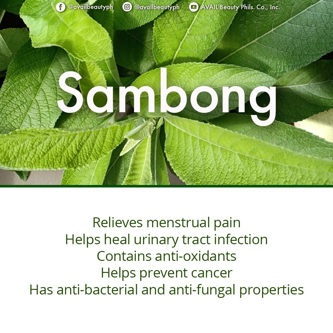 Sambong Health Benefits