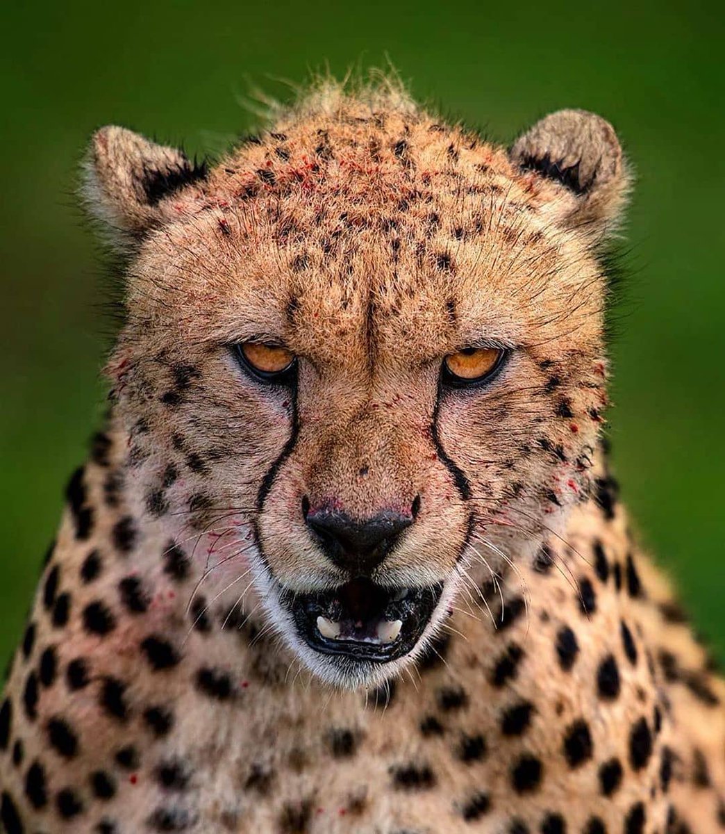 Angry Cheetah Face