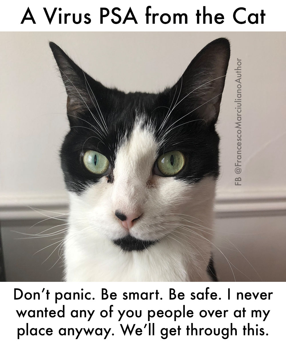 Panic Cat Meme