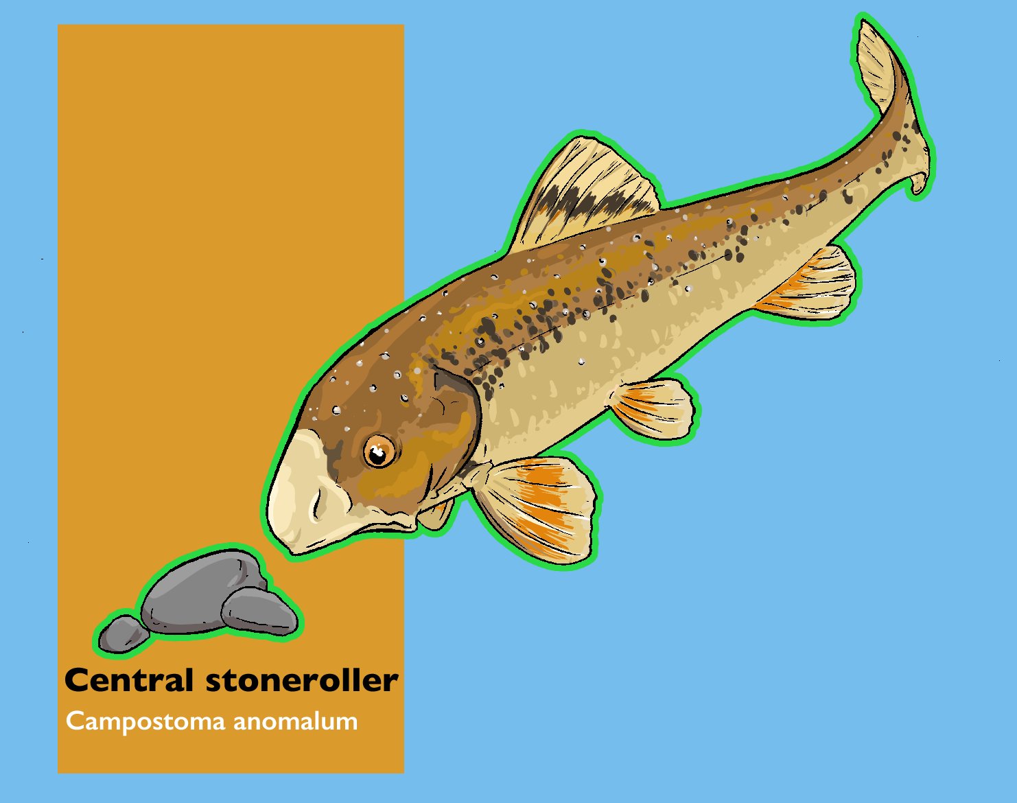 Central Stoneroller