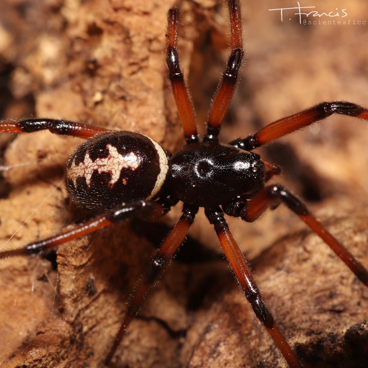 Steatoda Paykulliana