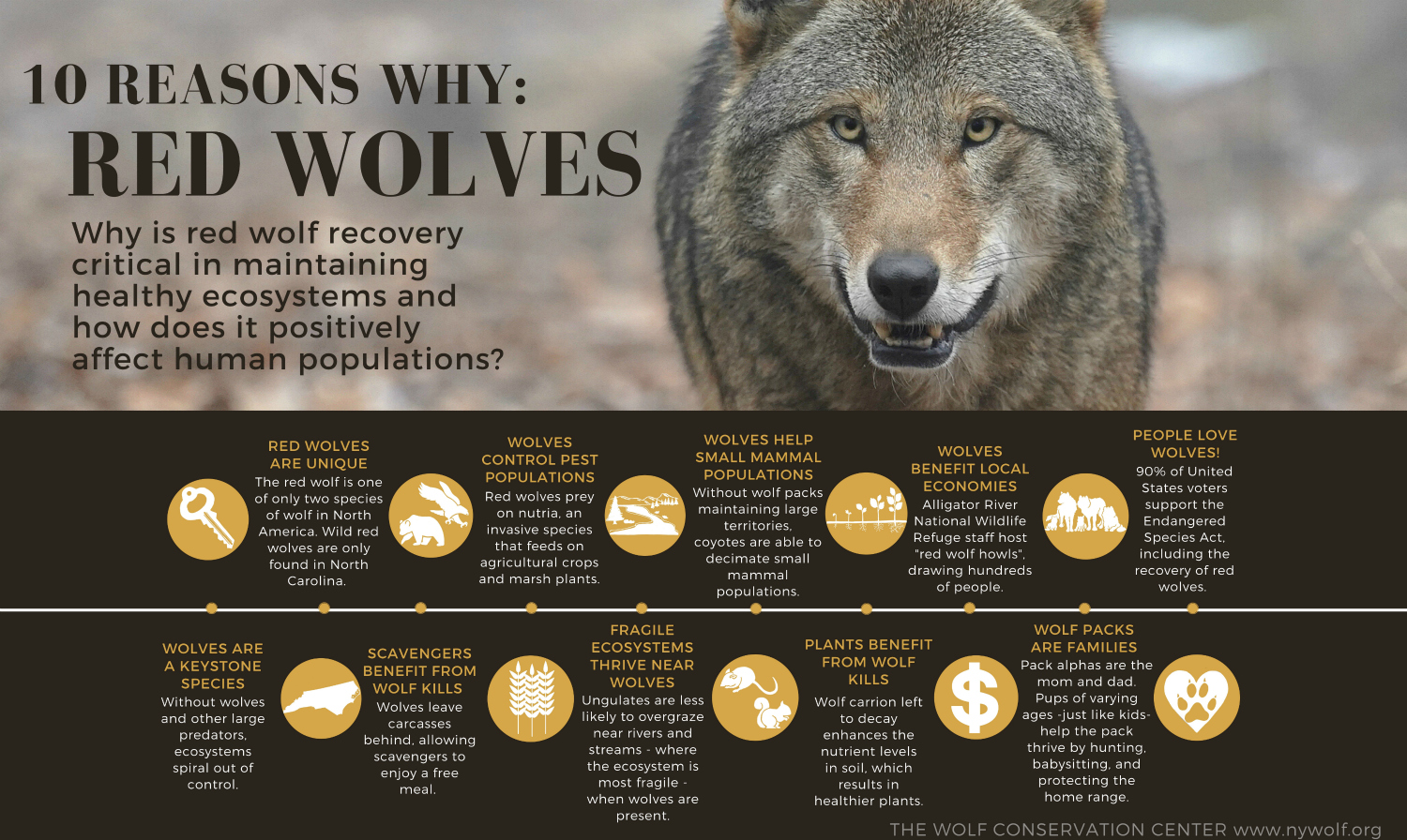 Red Wolf Hunting Pack