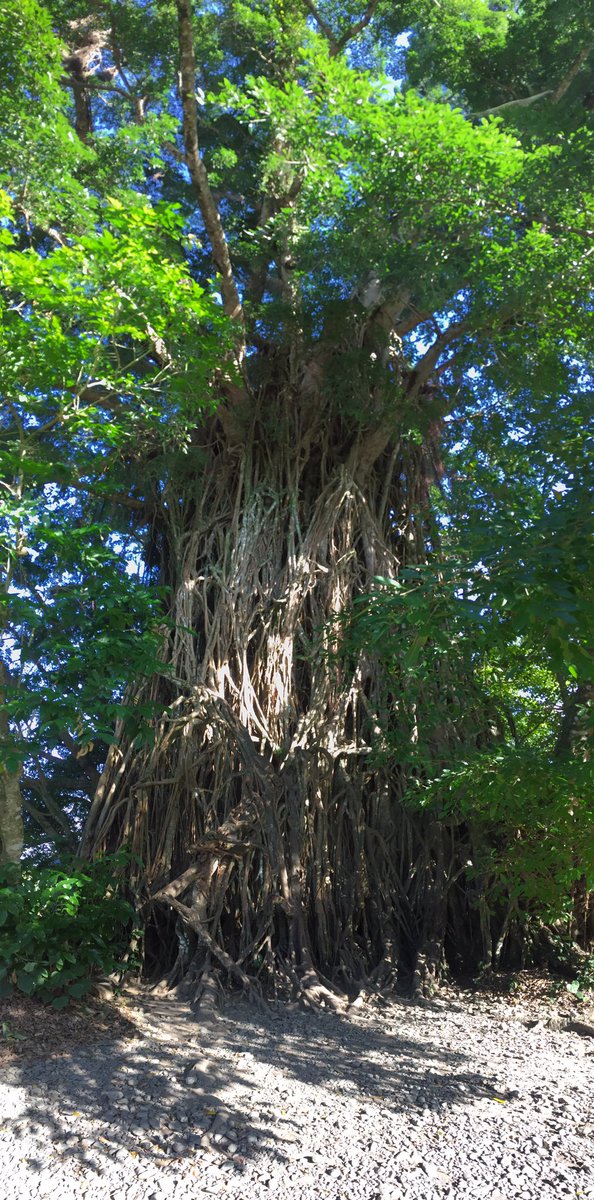 Balete Park And Millennium Tree