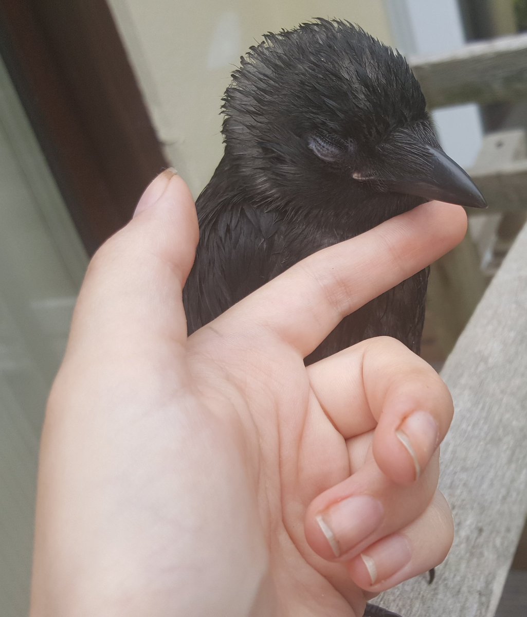 When Crow Needs a Hug, He Goes to the Family Who Saved Him - Just ...