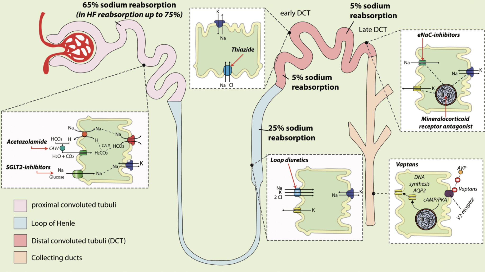 Reabsorción De Nefronas