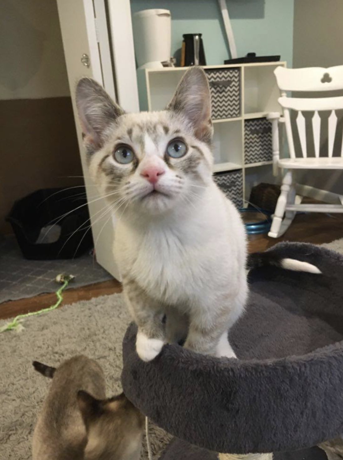 Lynx Point Snowshoe Siamese Cats