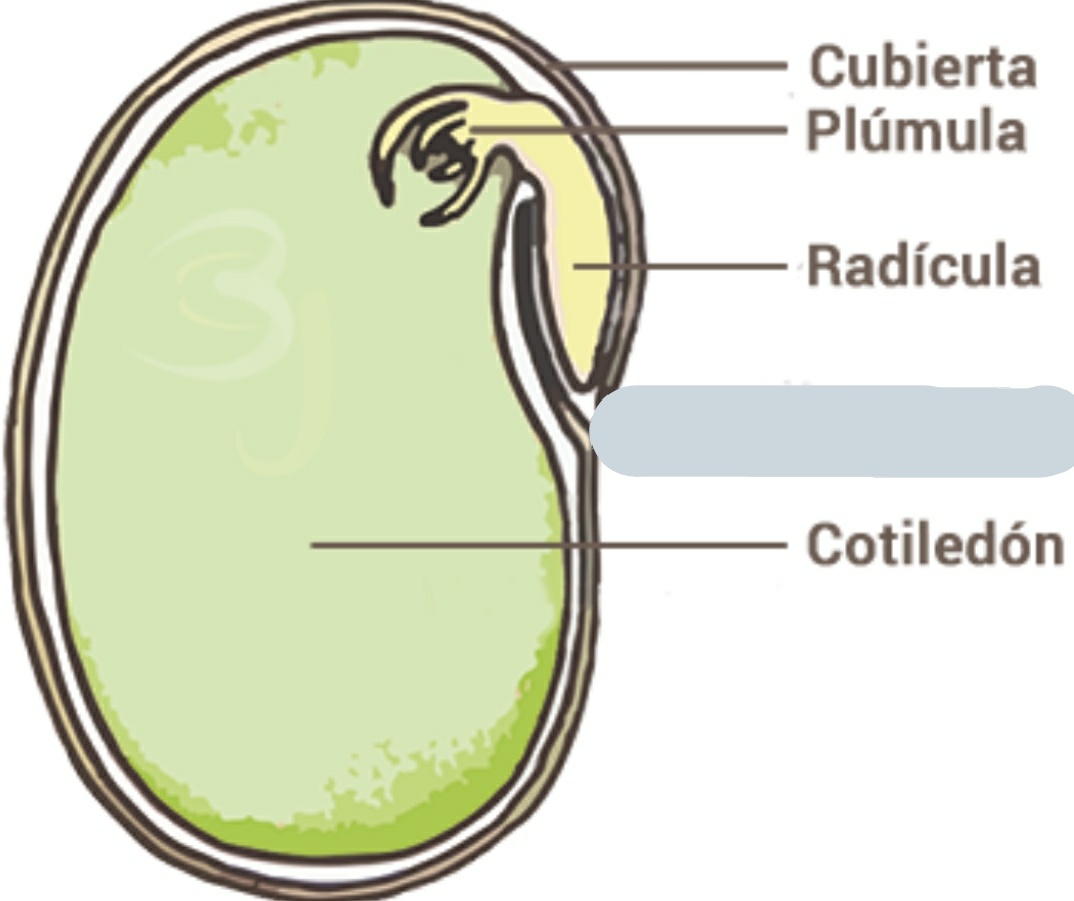 Semilla Monocotiledónea