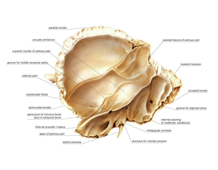 Apex Of Petrous Temporal Bone
