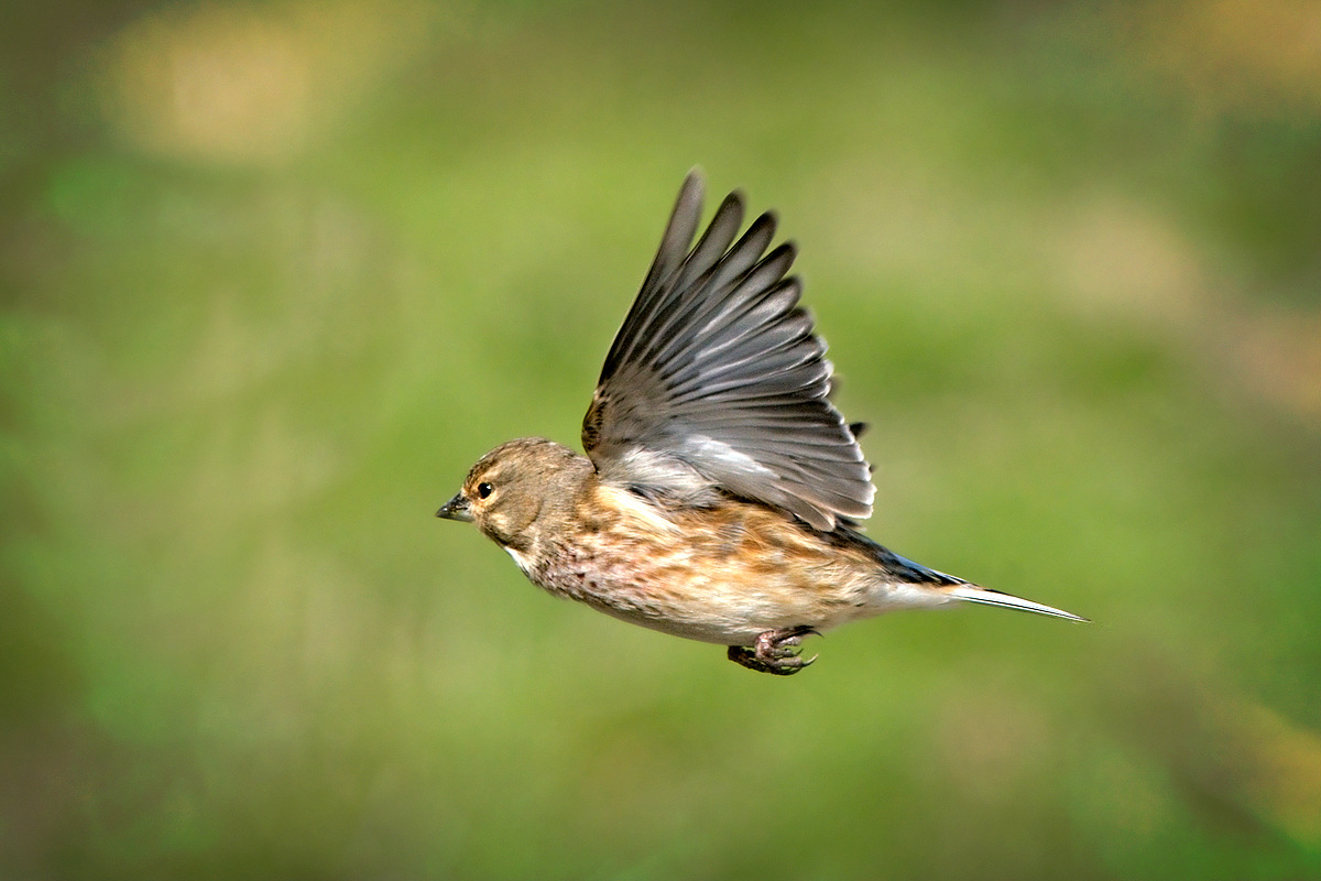 A Sheppey Linnet. Phil @sheppeywildlife