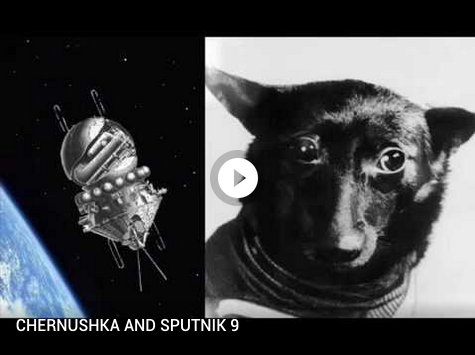 What Happened To Sputnik Dog