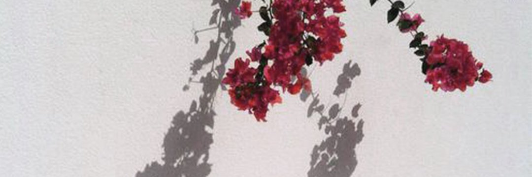 Flower Twitter Headers Tumblr