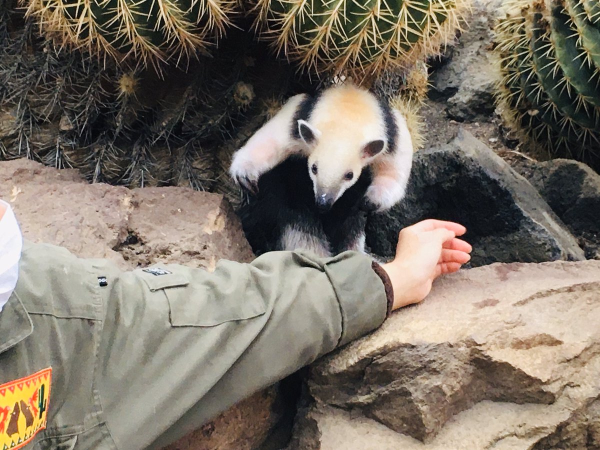 animal no humans dog long sleeves nature animal focus solo illustration ...