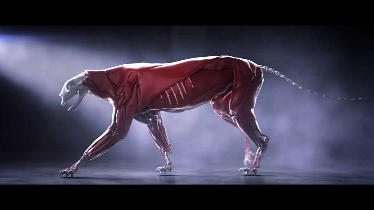 Wolf Muscular System
