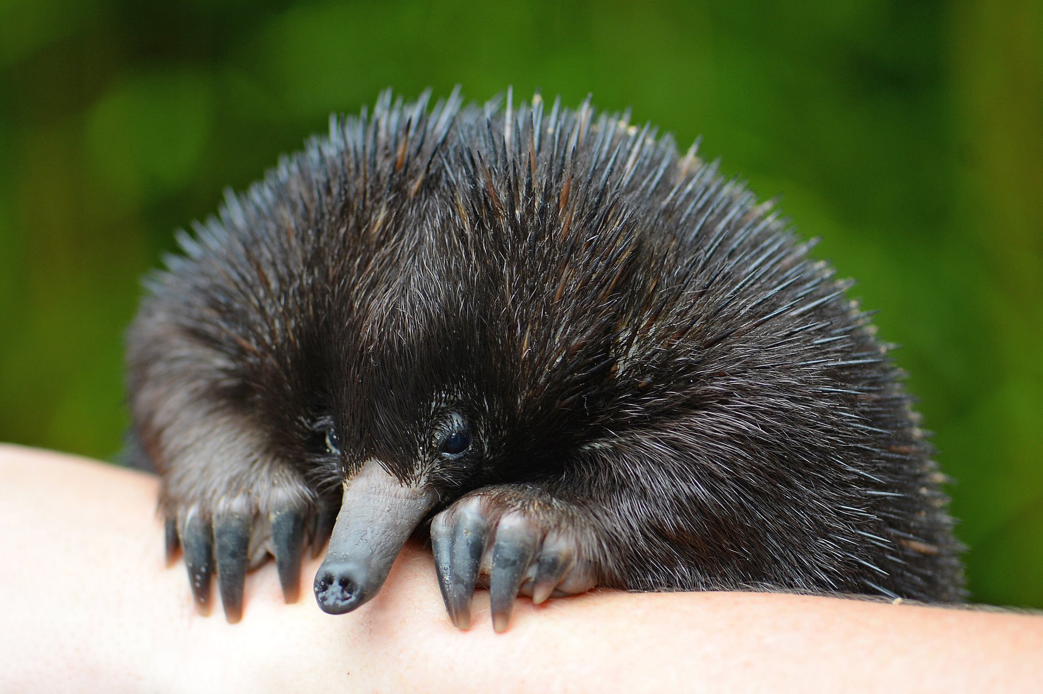 Australian Echidna Puggle